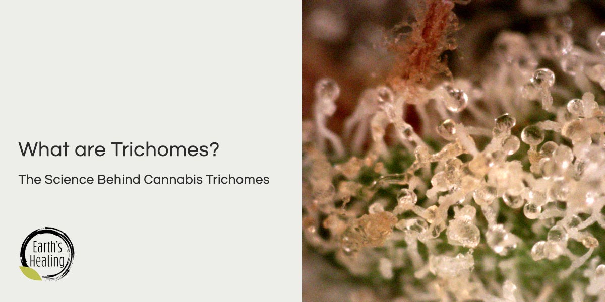 Cannabis Trichomes: Science & Uses Explained | Earth's Healing